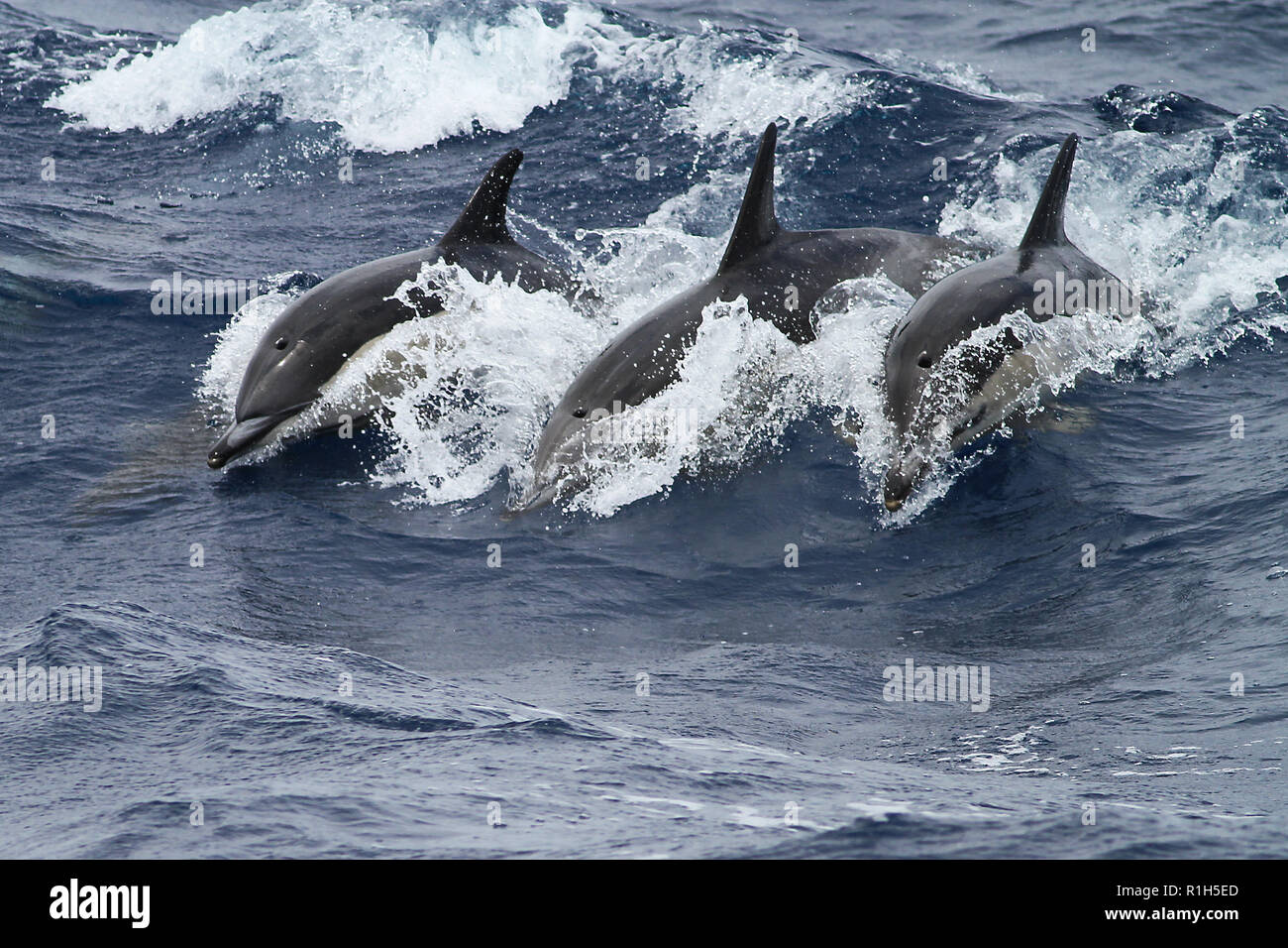 Common doplhin hi-res stock photography and images - Alamy
