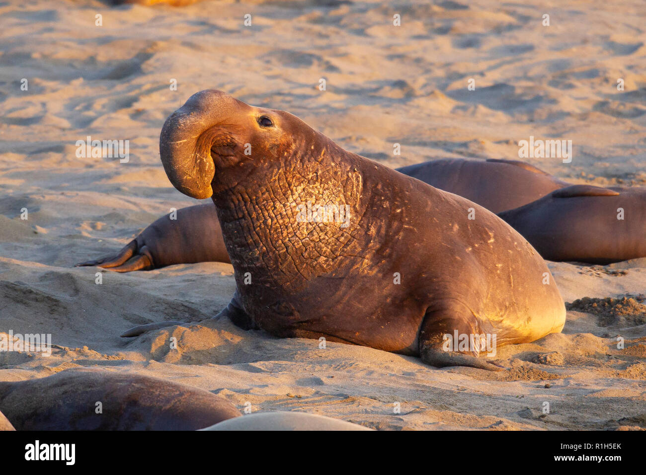 Sea elephant hi-res stock photography and images - Alamy