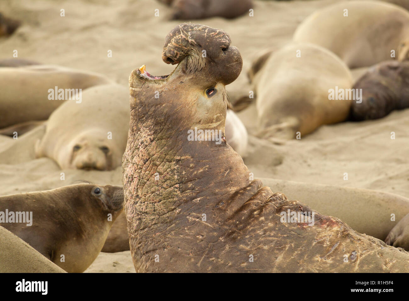 Northern elephant seal (Mirounga angustirostris). Also known as sea ...