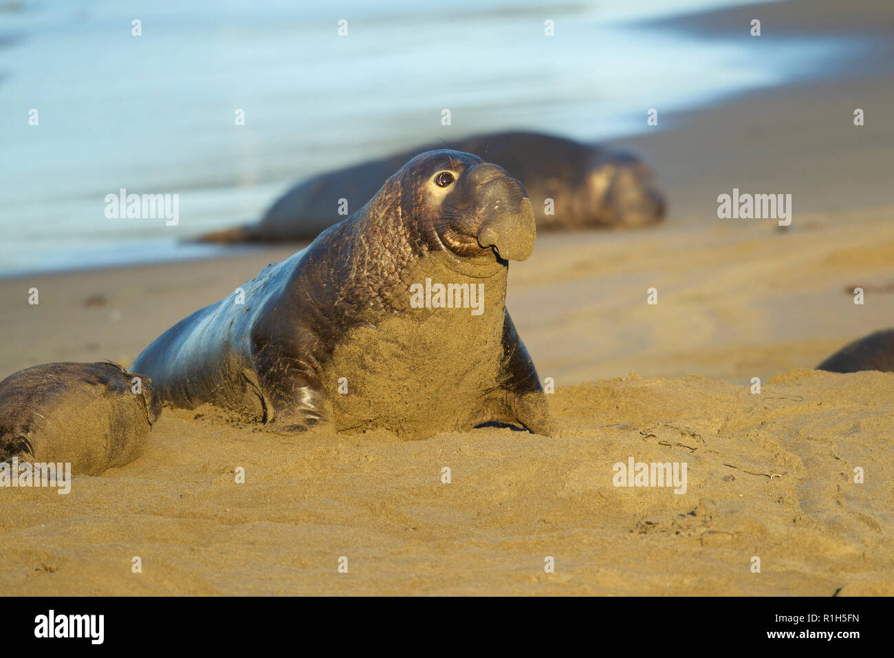 Northern elephant seal (Mirounga angustirostris). Also known as sea ...