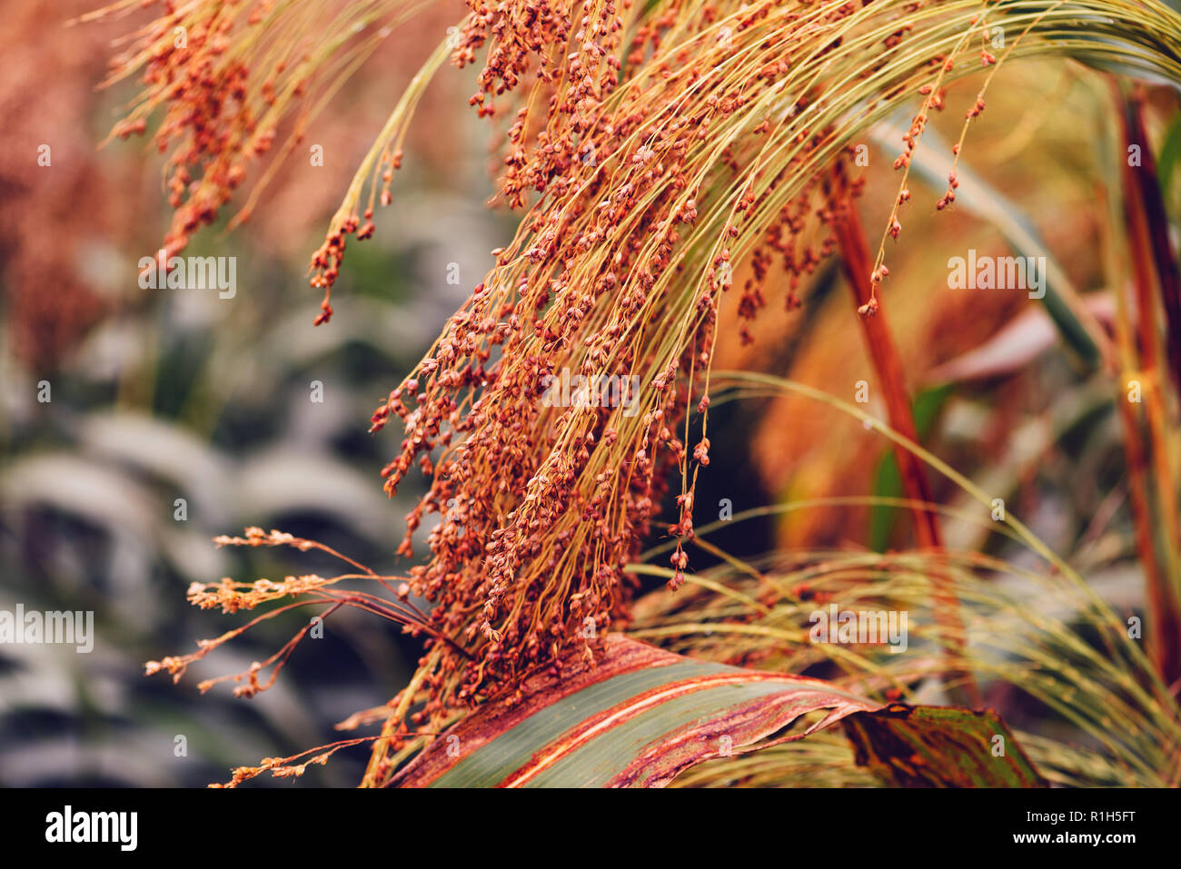 Proso millet hi-res stock photography and images - Alamy