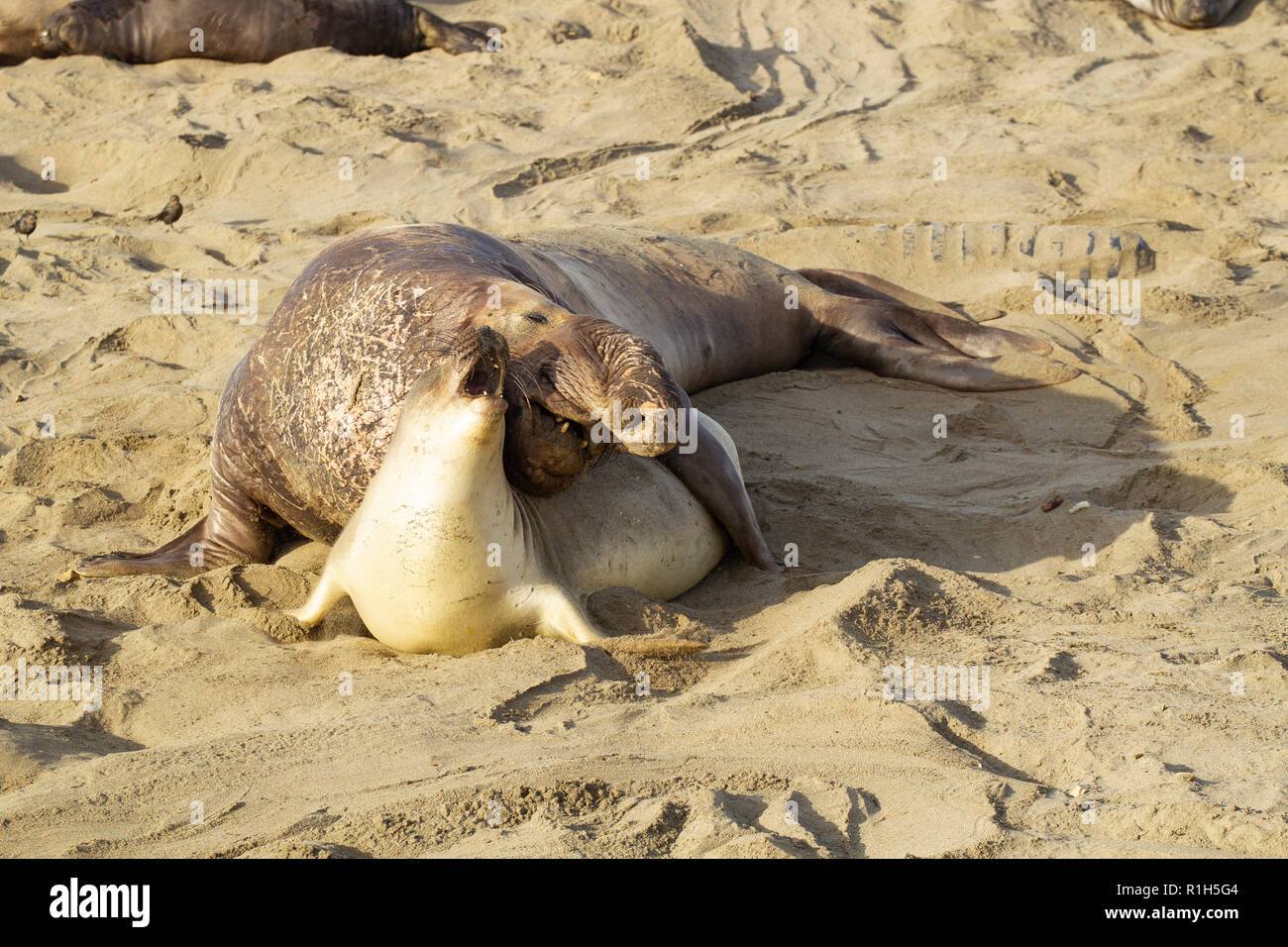 Northern elephant seal (Mirounga angustirostris). Also known as sea ...