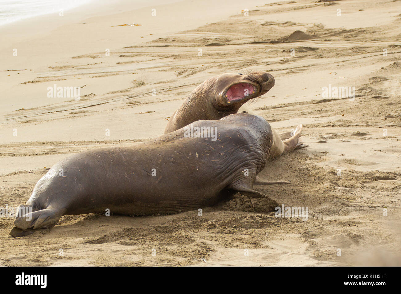 Northern elephant seal (Mirounga angustirostris). Also known as sea ...
