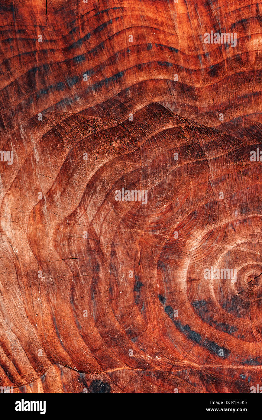 Tree trunk cross section pattern texture as natural background Stock ...