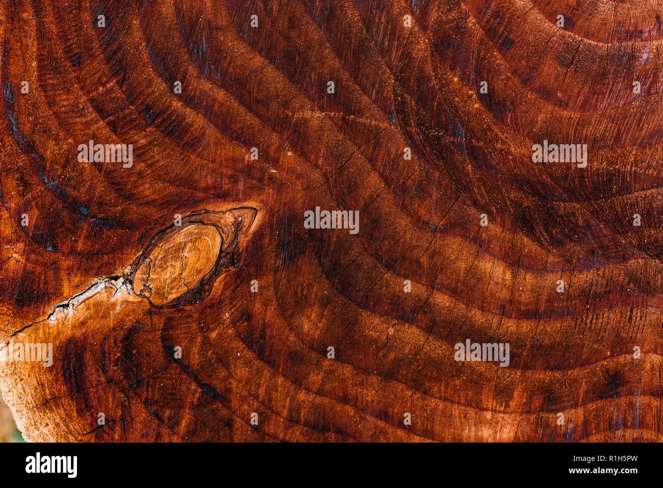 Tree trunk cross section pattern texture as natural background Stock ...