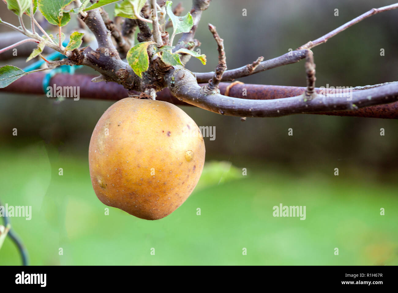 Apple Egremont Russet Malus domestica growing in an English garden ...