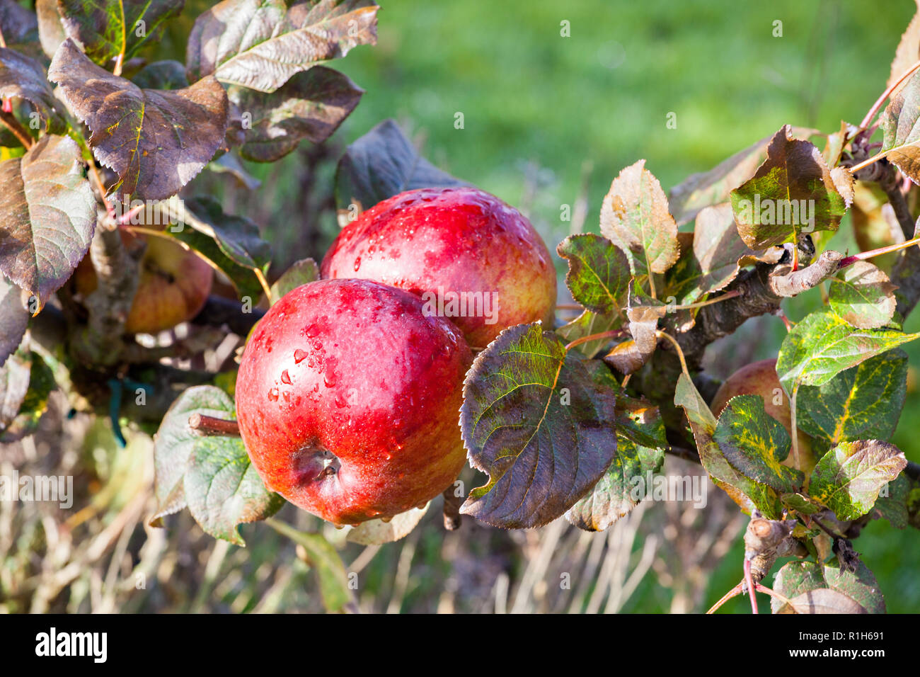 Apple Red Devil growing in an English Apple orchard Cheshire England UK ...
