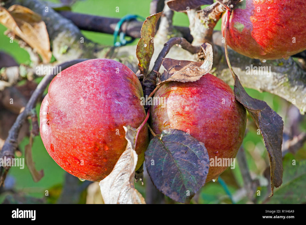 Devil tree hi-res stock photography and images - Alamy