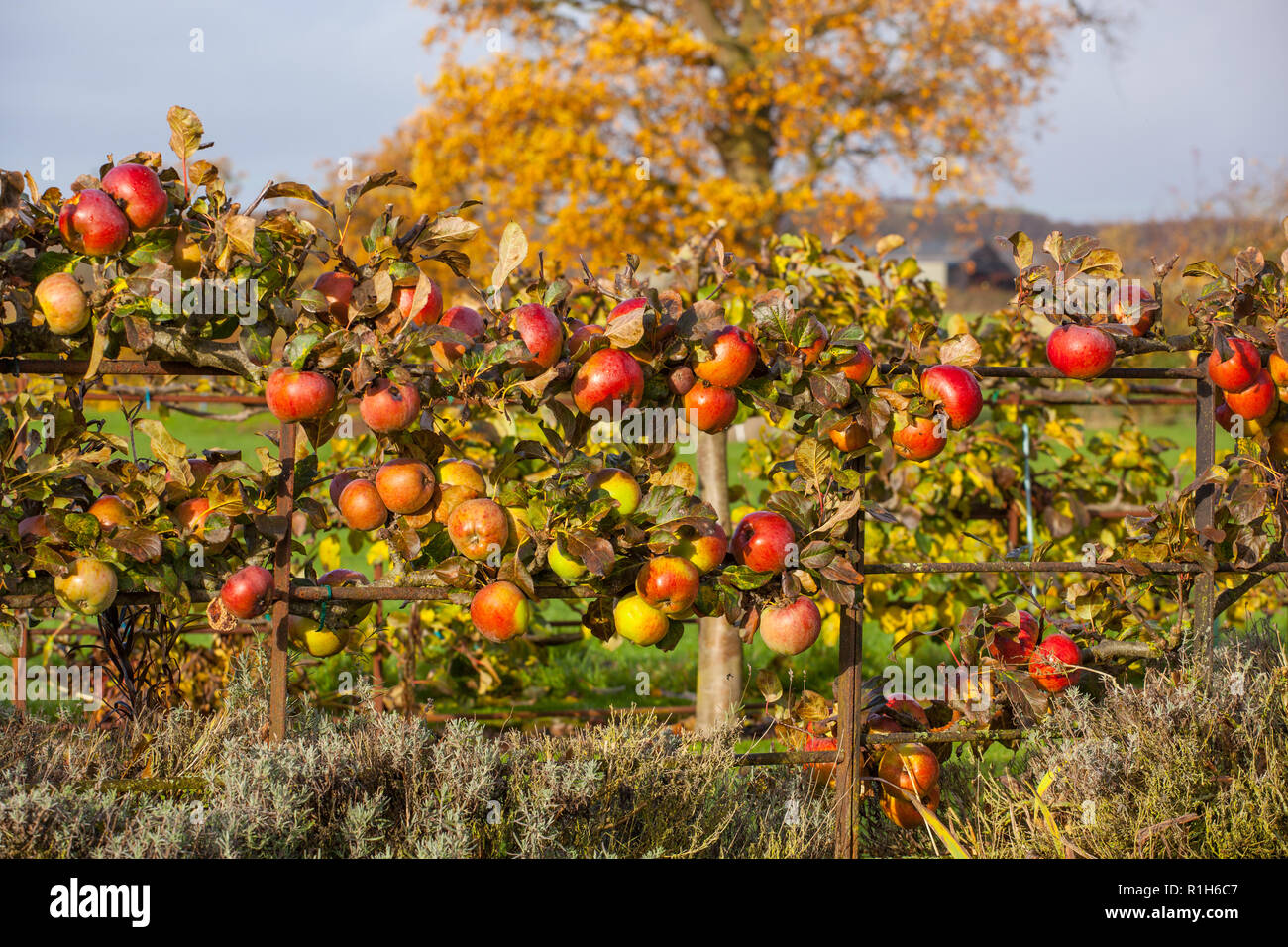 Devil tree hi-res stock photography and images - Alamy