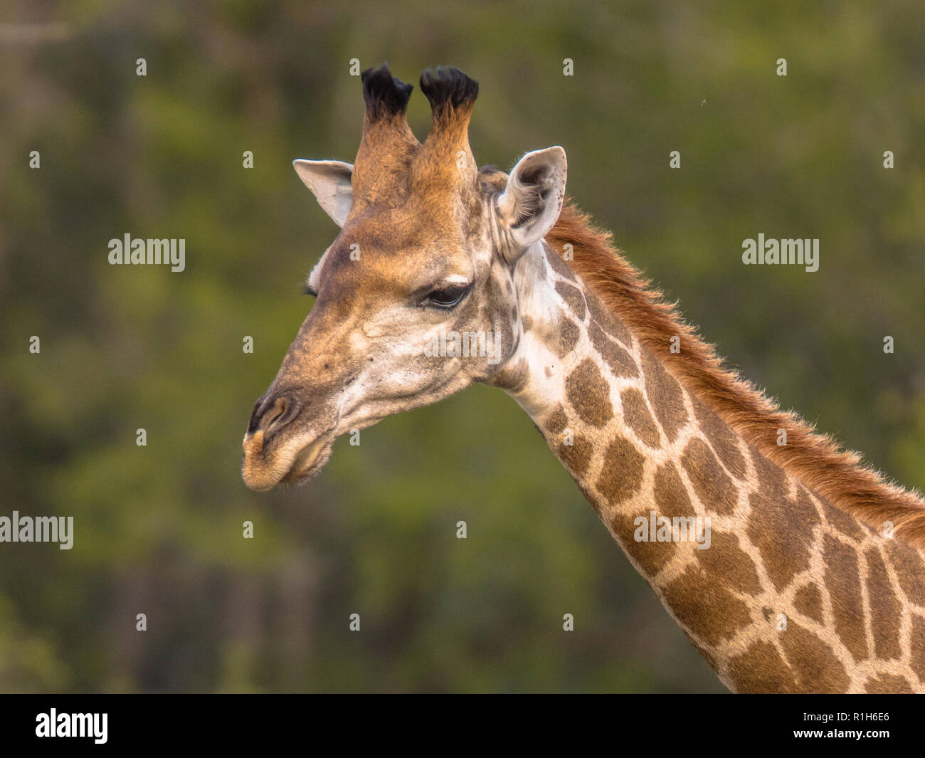 Giraffe (Giraffa giraffa) standing in soft yellow afternoon light and ...