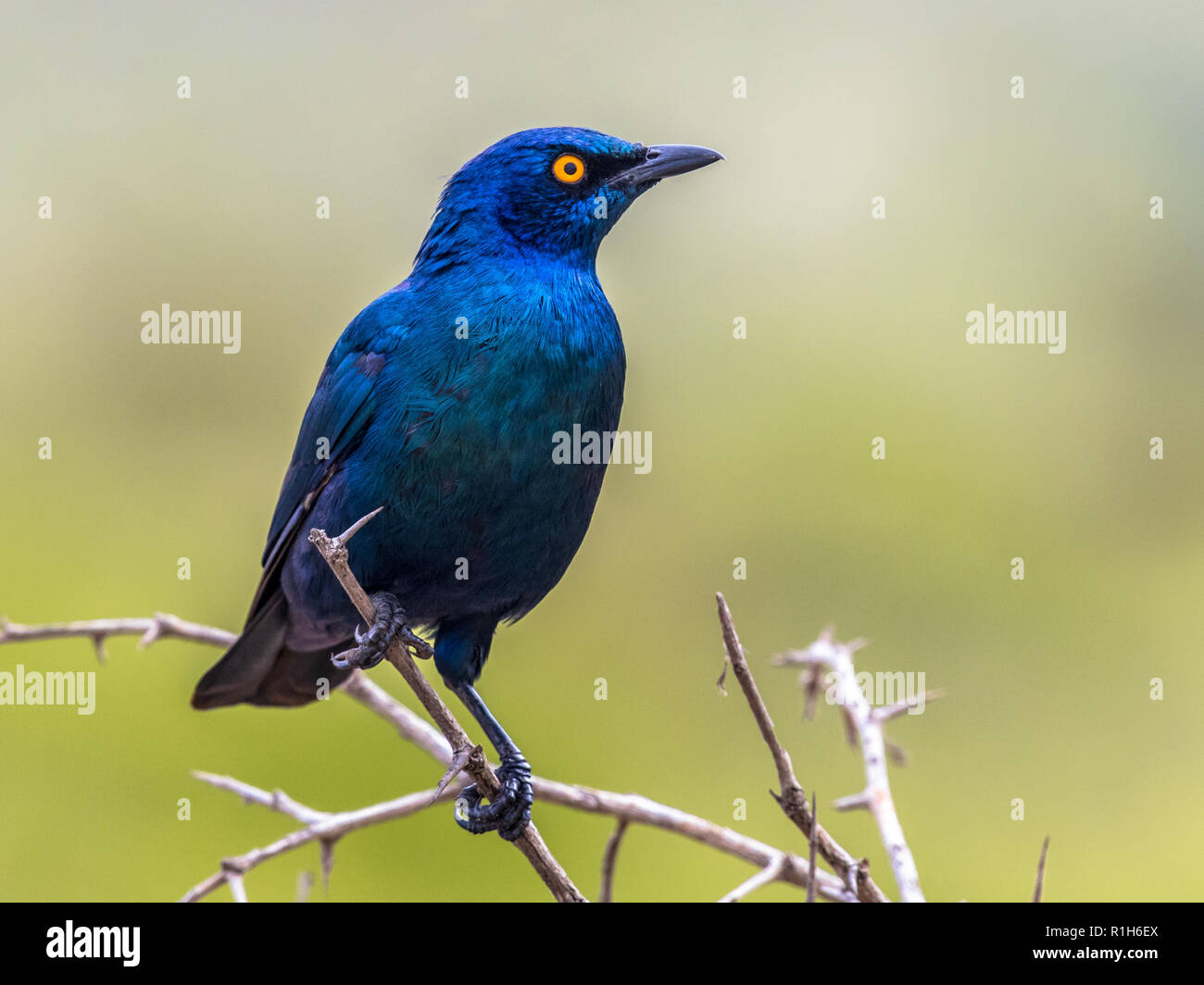 Cape glossy starling (Lamprotornis nitens) iridescent blue bird with ...