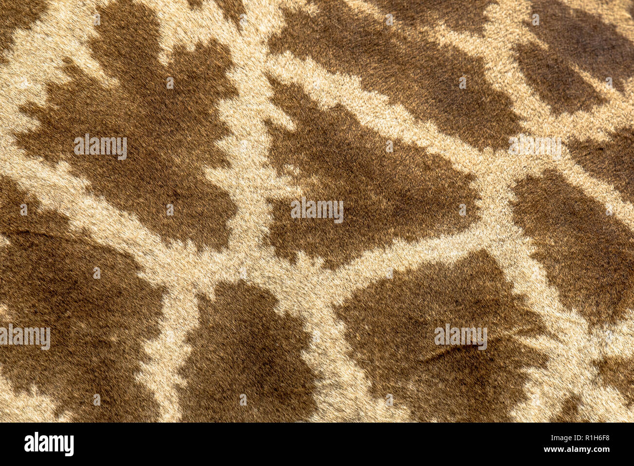 Fur pattern hi-res stock photography and images - Alamy