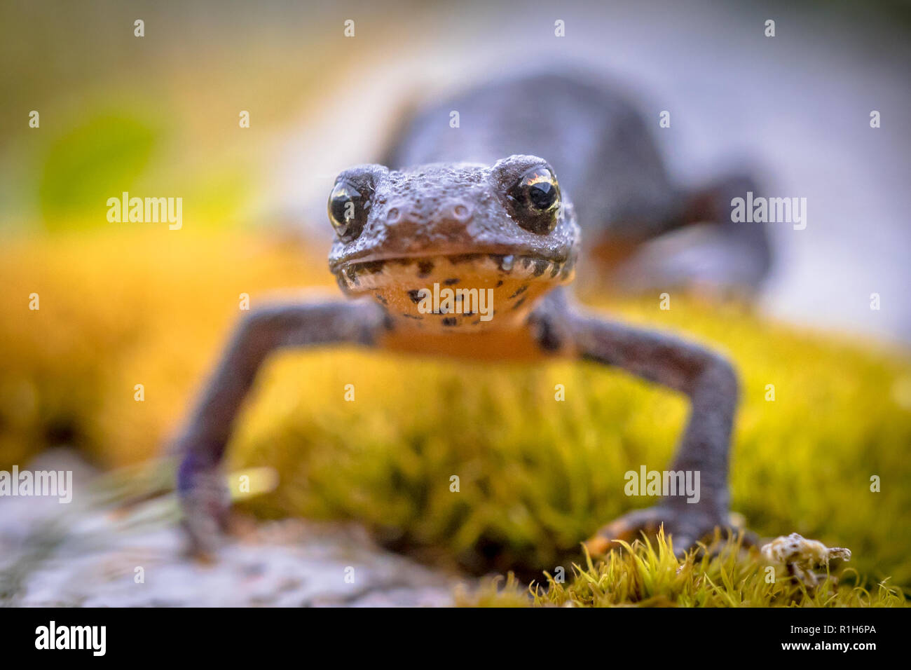 Alpine newt (Ichthyosaura alpestris) frontal on moss and rocks in ...