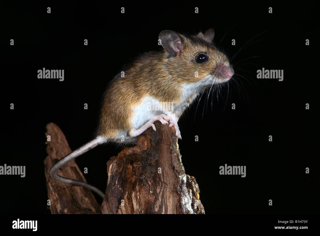 Mice rodents hi-res stock photography and images - Alamy