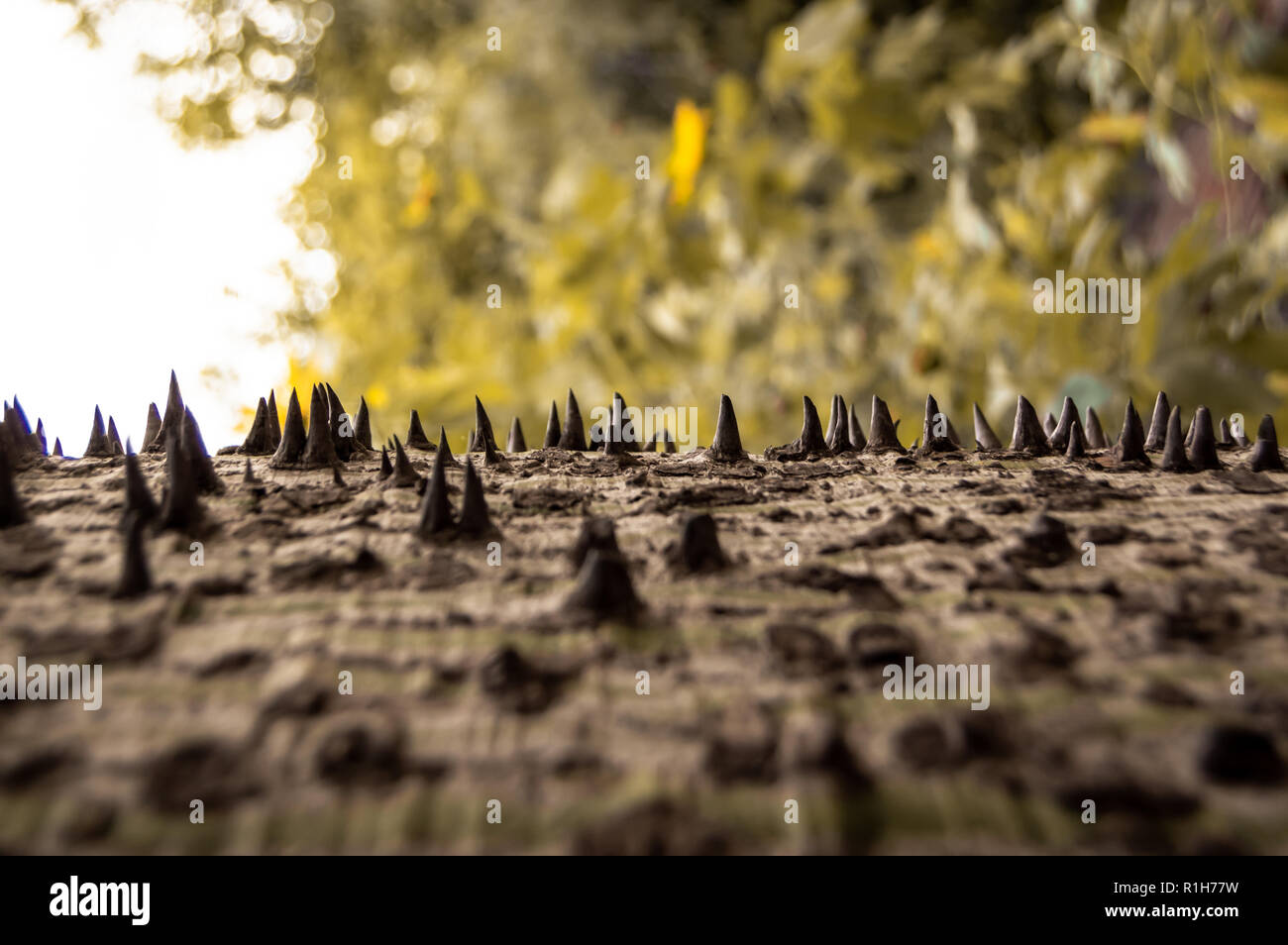 Abstract background of a tree trunk with spikes (Ceiba speciosa ...