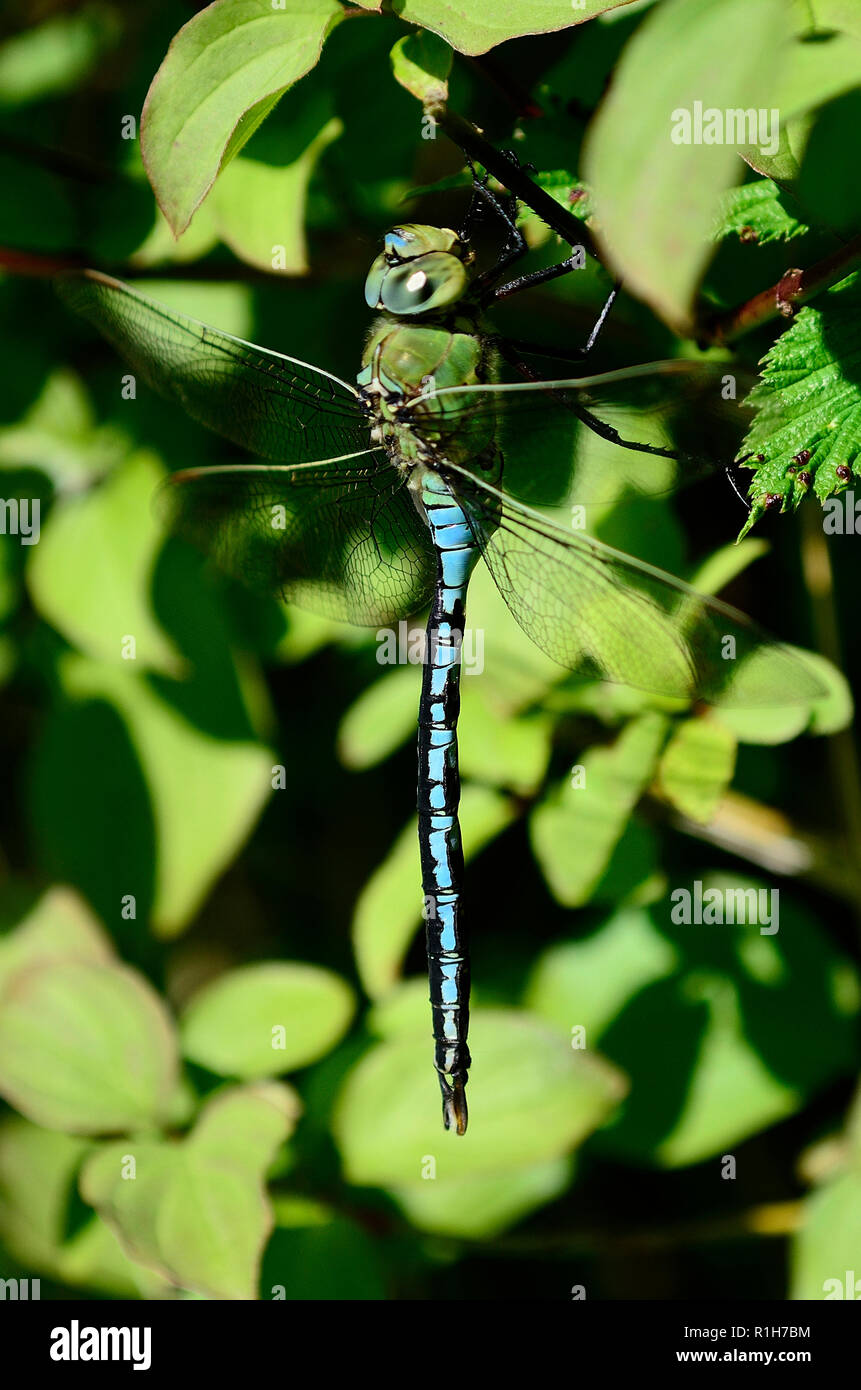 Emperor dragonfly at rest hi-res stock photography and images - Alamy