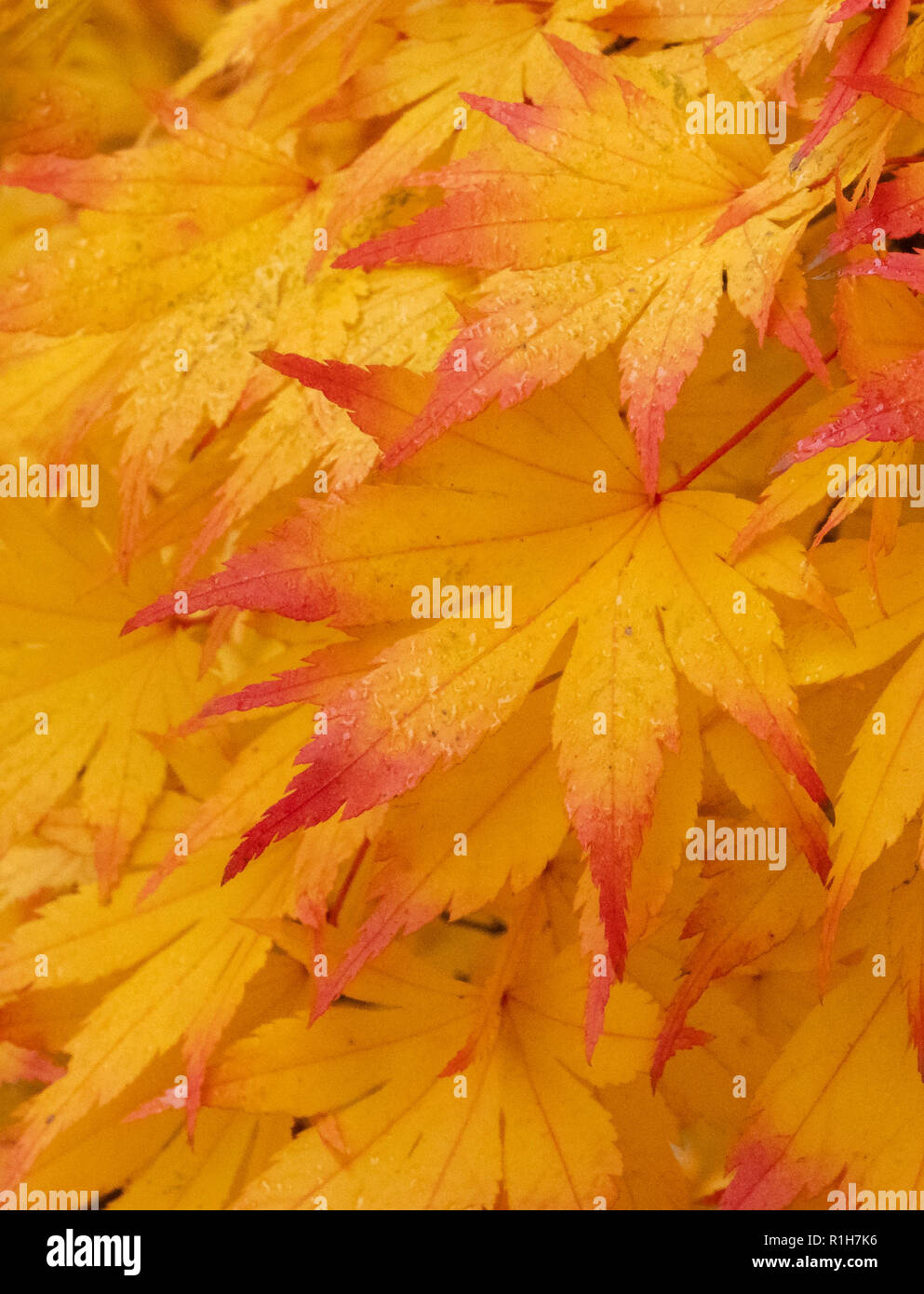Autumn colour in Japanese Maple Acer palmatum leaves - part of the UK ...