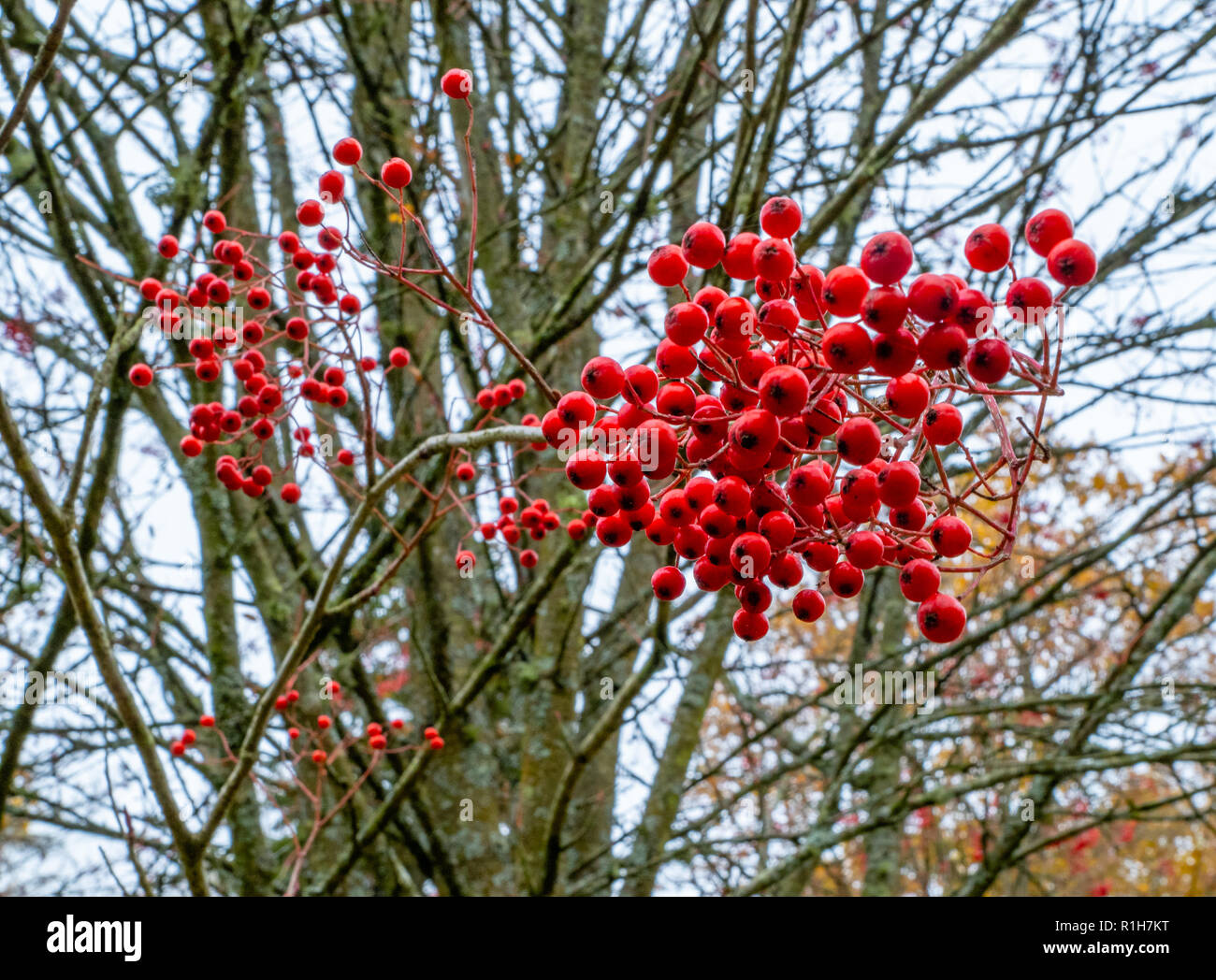 Pannicles of red berries hanging from a leafless rowan Sorbus species ...