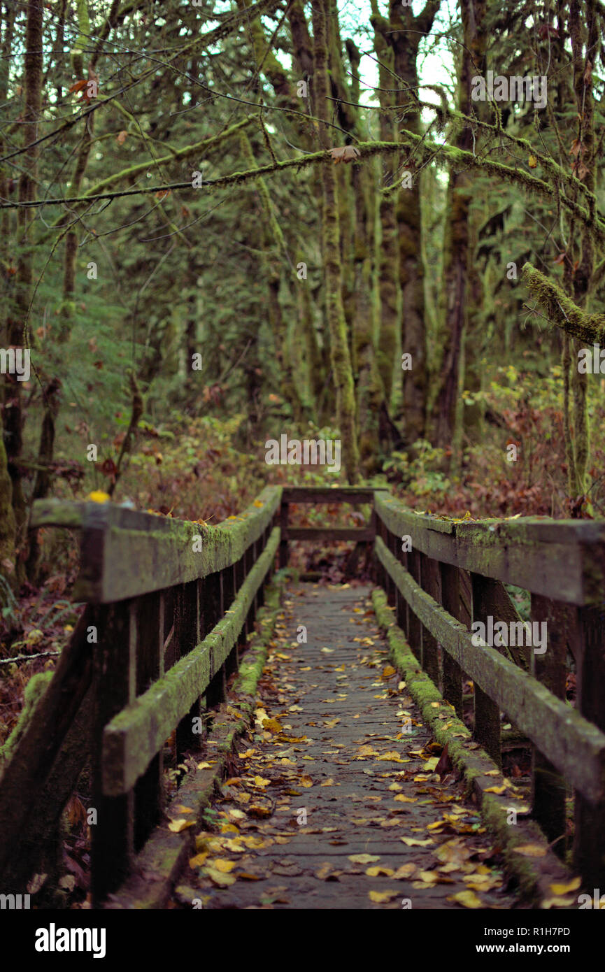 Moss covered bridge hi-res stock photography and images - Alamy