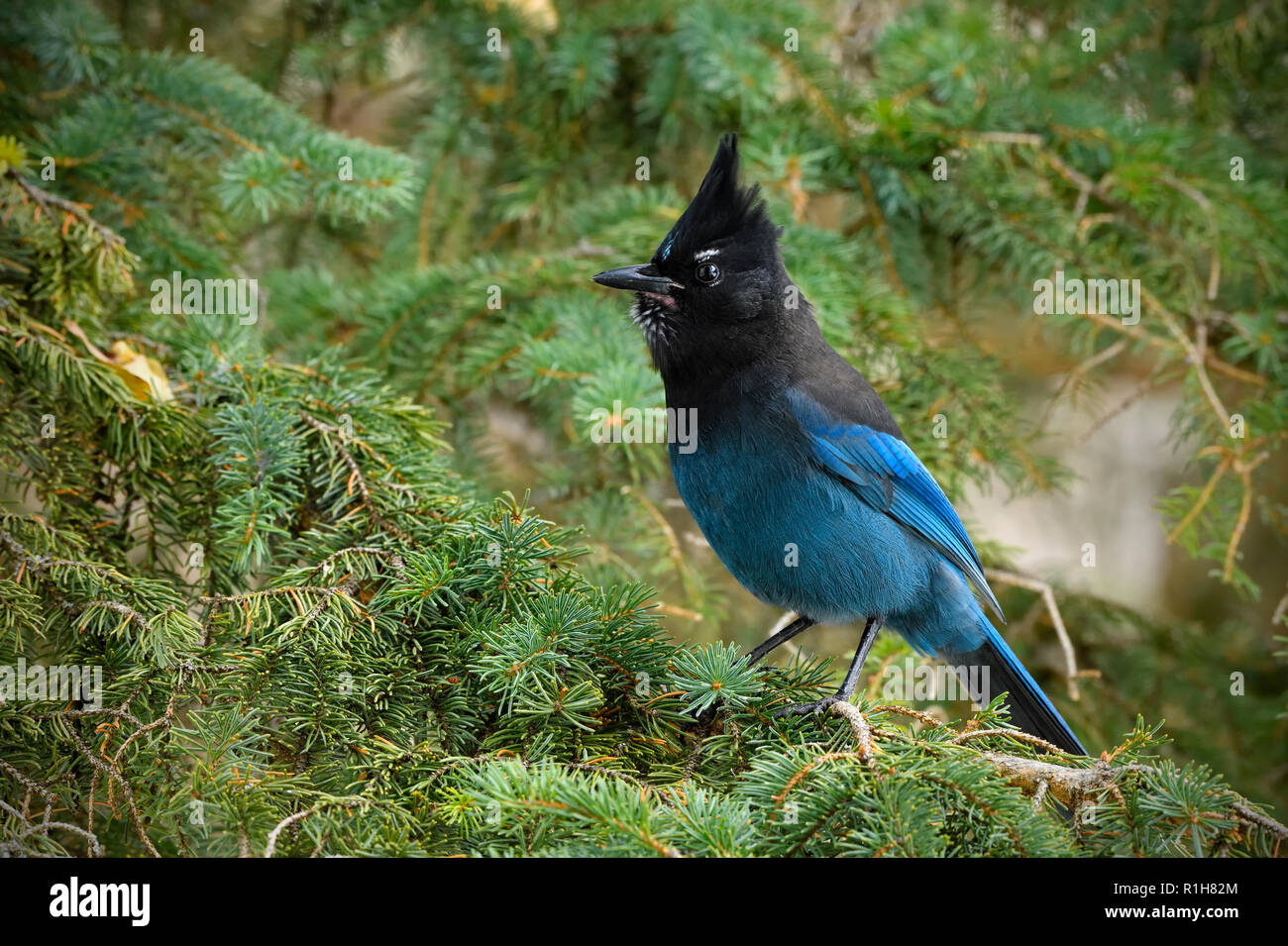 Stellers jay cyanocitta stelleri in hi-res stock photography and images ...