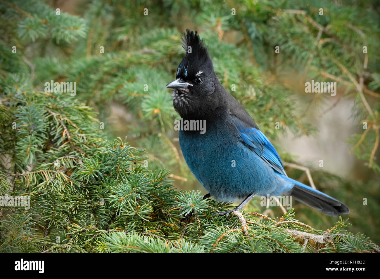 Stellers jay cyanocitta stelleri in hi-res stock photography and images ...