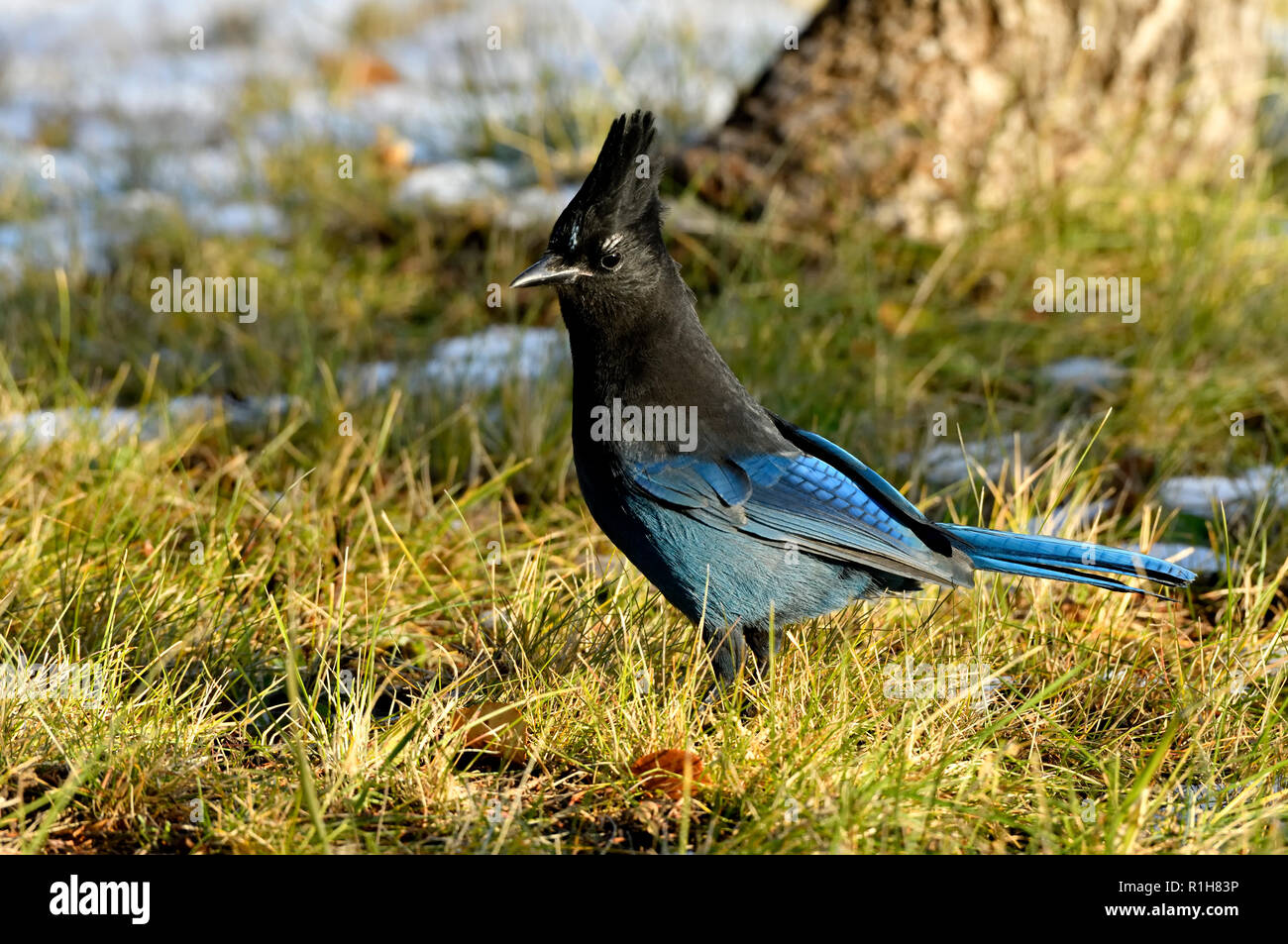 A horizontal image of a Stellers Jay (Cyanocitta stelleri), hopping ...