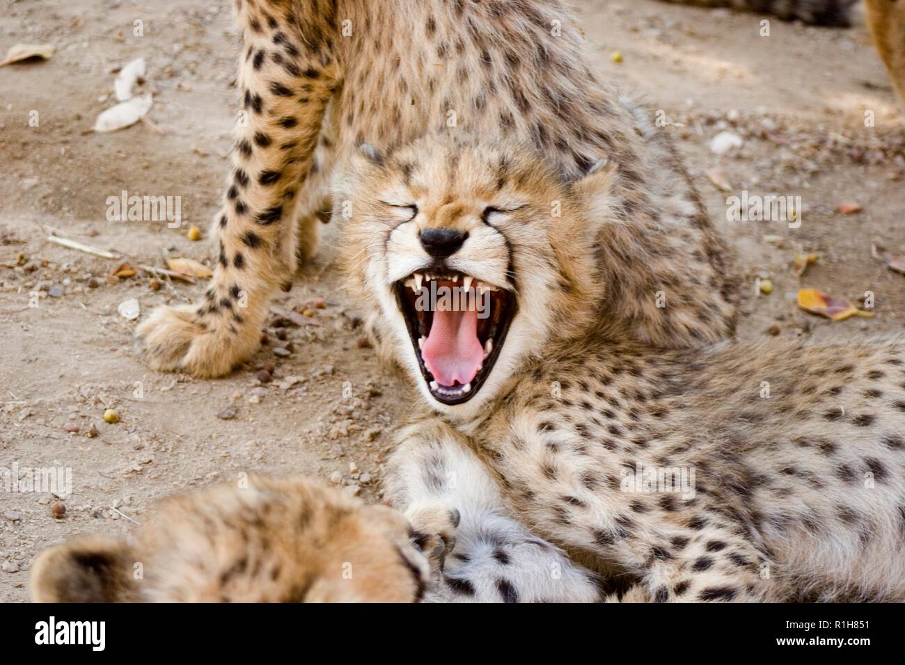 Honey badger teeth hi-res stock photography and images - Alamy