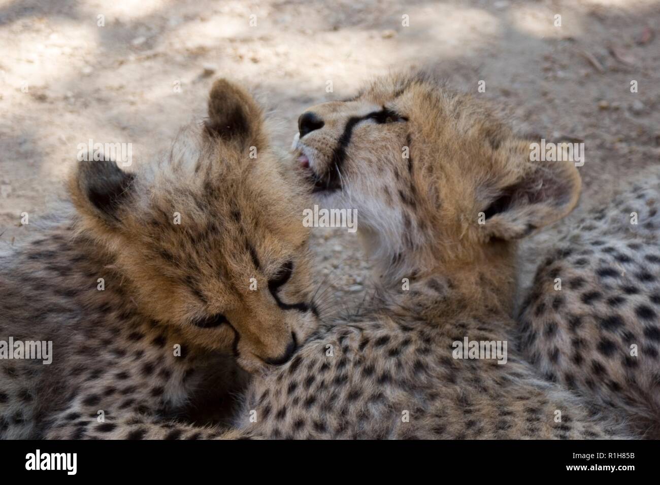 Cheetah cub snarling hi-res stock photography and images - Alamy