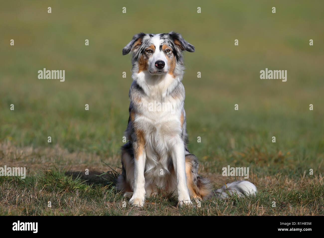 Adult australian shepherd dog hi-res stock photography and images - Alamy