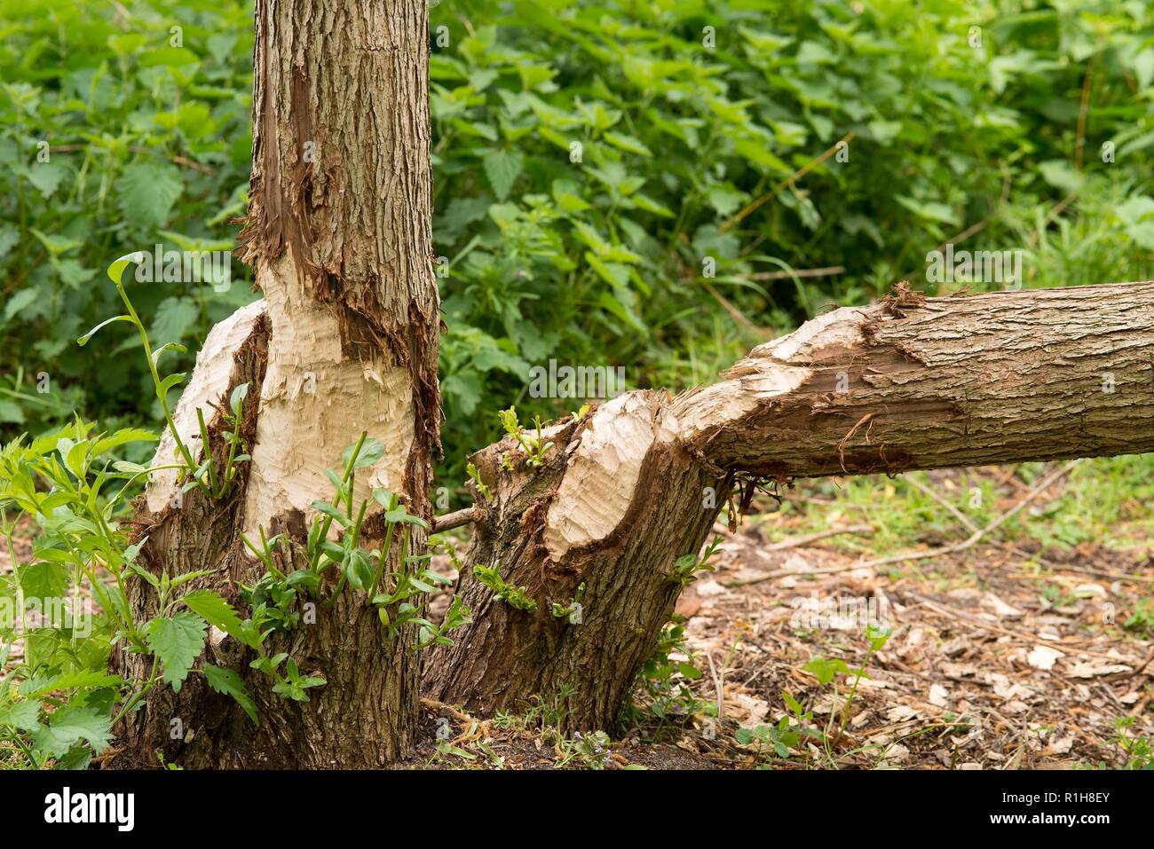Trees eaten by beavers, traces of feeding at Willow (Salix), Allerpark ...