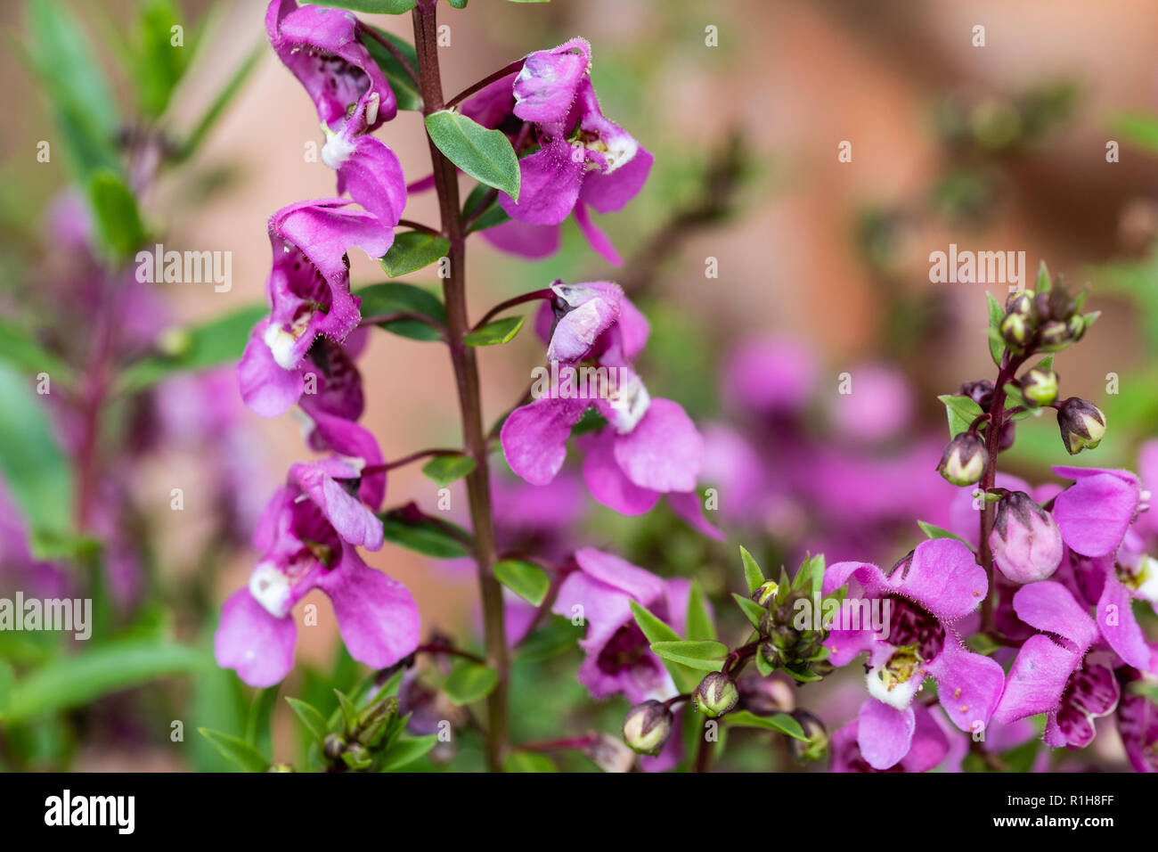 Angelonia serena purple hi-res stock photography and images - Alamy