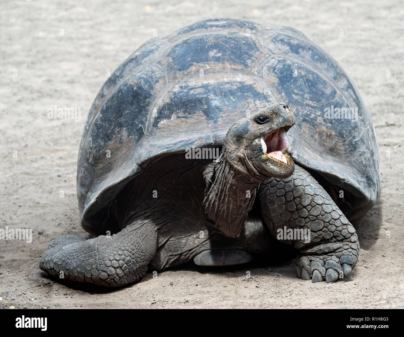 Galapagos giant tortoise (Chelonoidis nigra ssp), Isabela Island ...