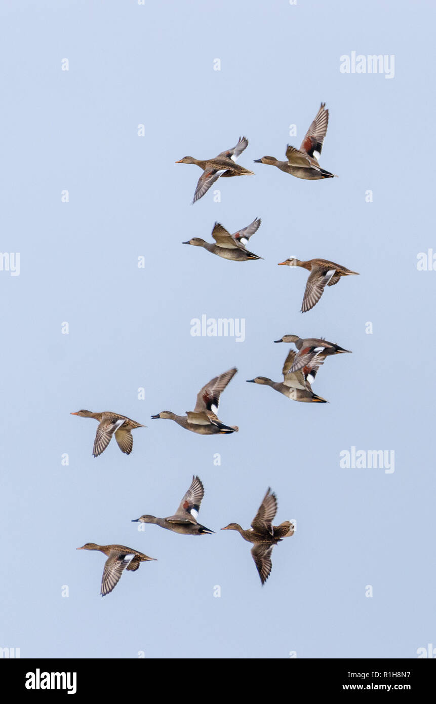 A flock of male and female Gadwall in flight Stock Photo - Alamy