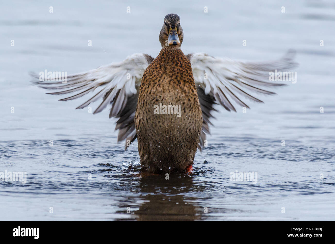 A female Mallard duck flaps it's wings to shake off water as it cleans ...