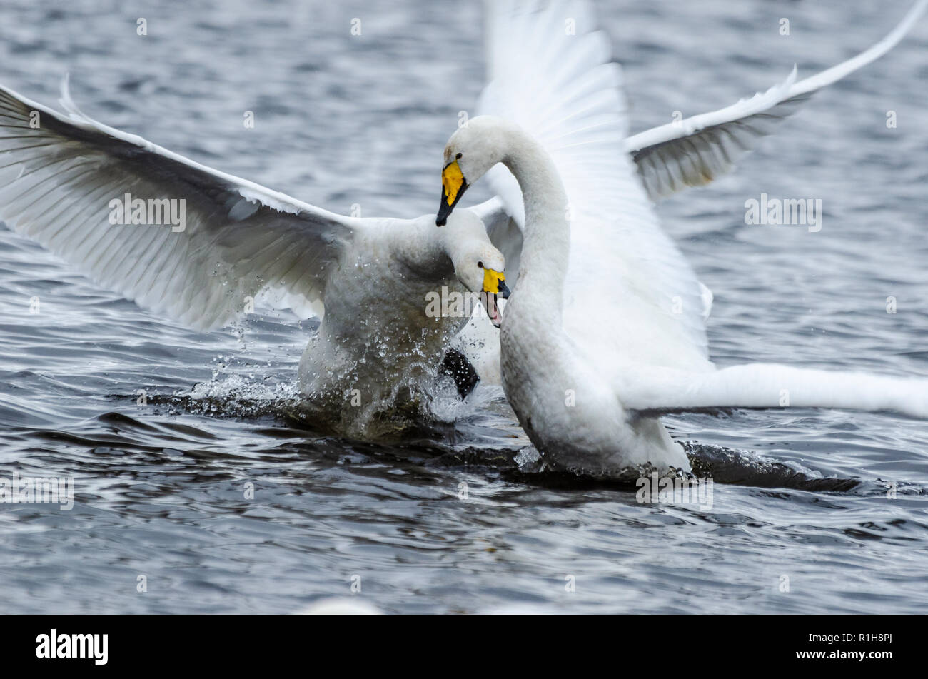 The whooper swan is a large white swan hi-res stock photography and ...