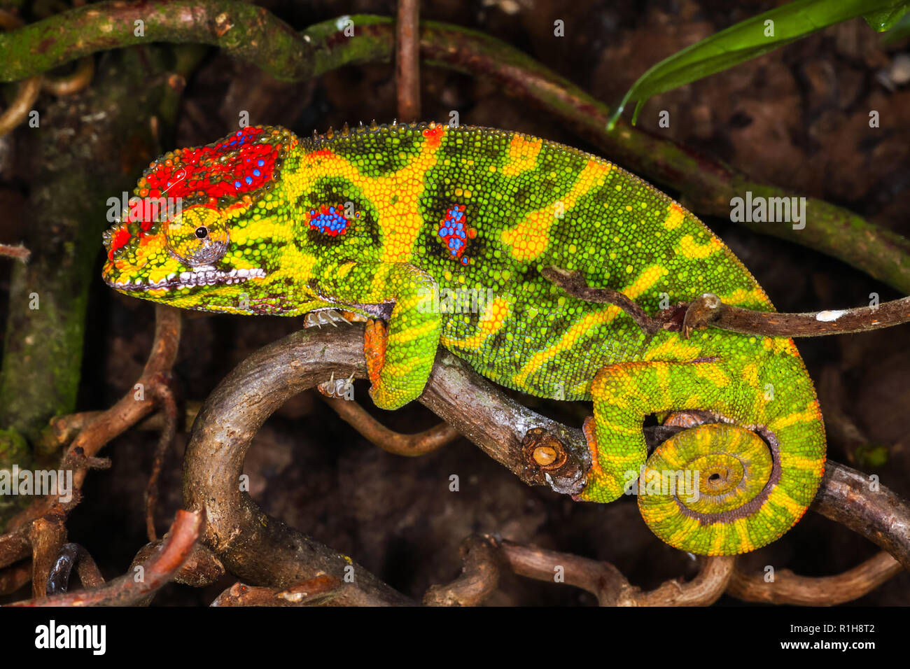 Lesser chameleon (Furcifer minor), female, captive, Central Highlands ...