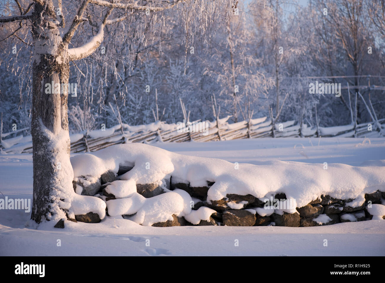 Snow covered tree with wooden fence hi-res stock photography and images ...