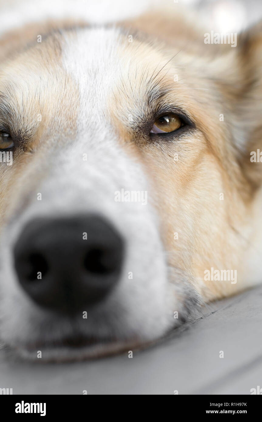 Beautiful Funny Portrait of a Big Puppy Dog Stock Photo - Alamy
