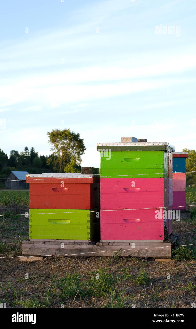 Pink and Green Beehives Viewed from the Front Stock Photo - Alamy