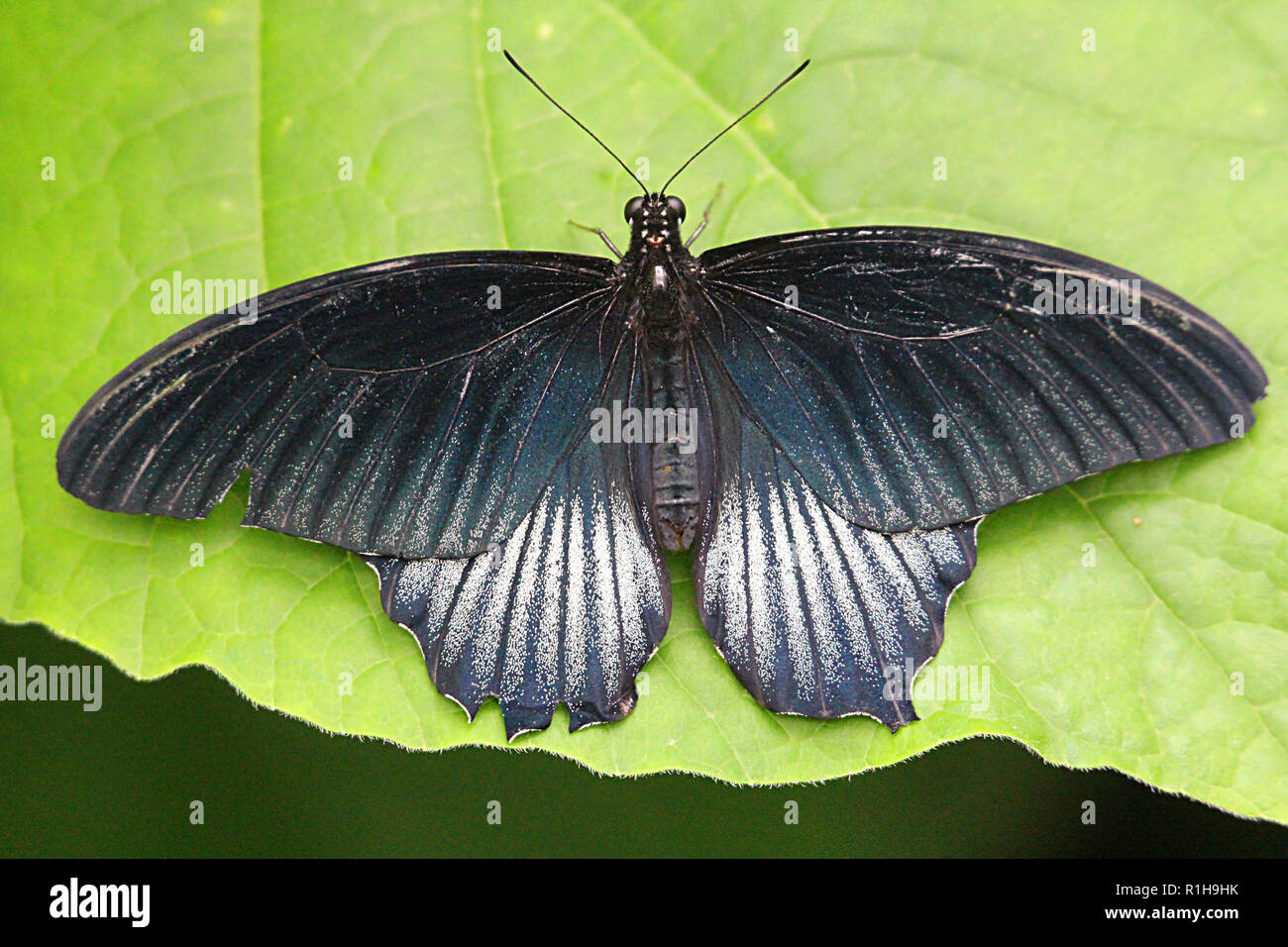 Black colour butterfly hi-res stock photography and images - Alamy