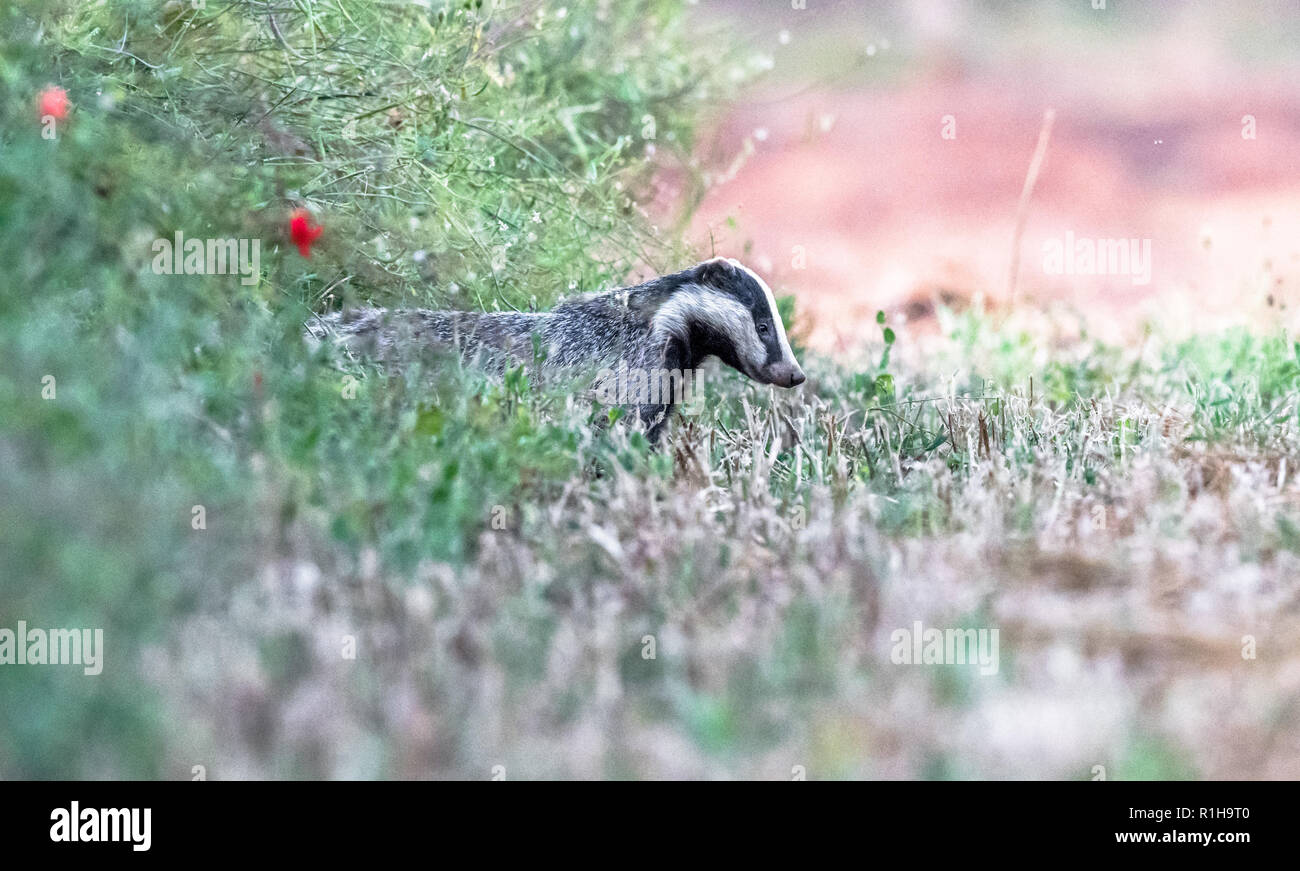 Eurasian badger male hi-res stock photography and images - Alamy