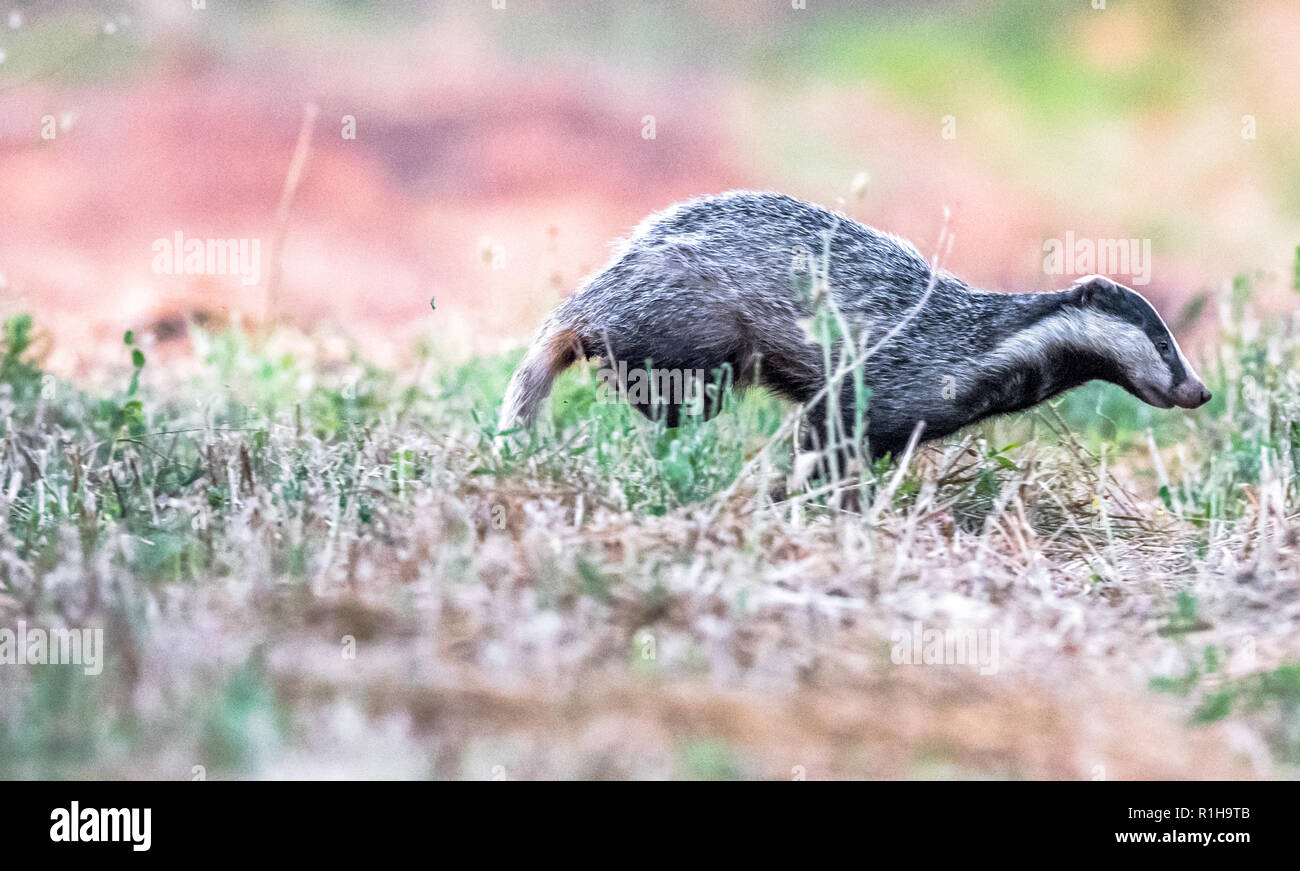 Eurasian badger male hi-res stock photography and images - Alamy