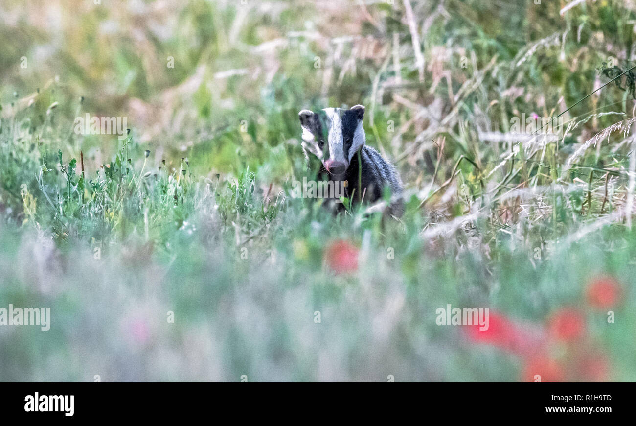 Male adult Badger out of its sett in an open field Stock Photo - Alamy