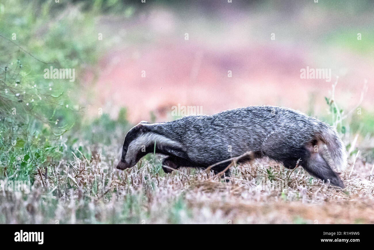 Adult badger hi-res stock photography and images - Alamy