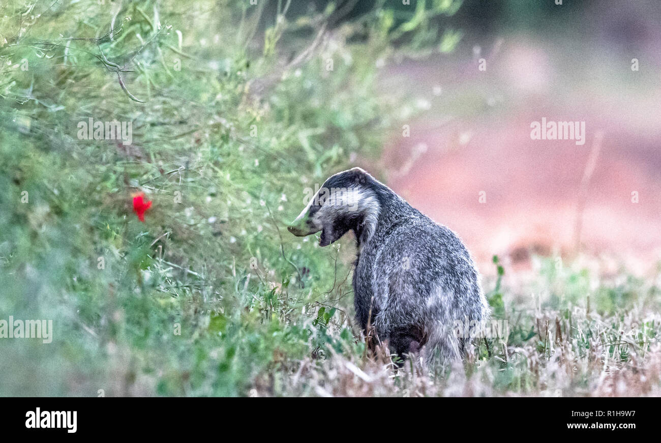 Male adult Badger out of its sett in an open field Stock Photo - Alamy