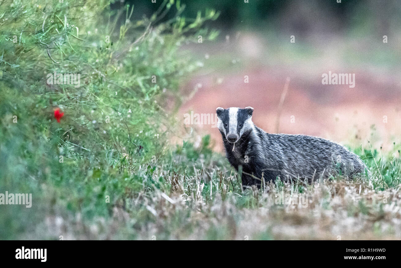 Male adult Badger out of its sett in an open field Stock Photo - Alamy