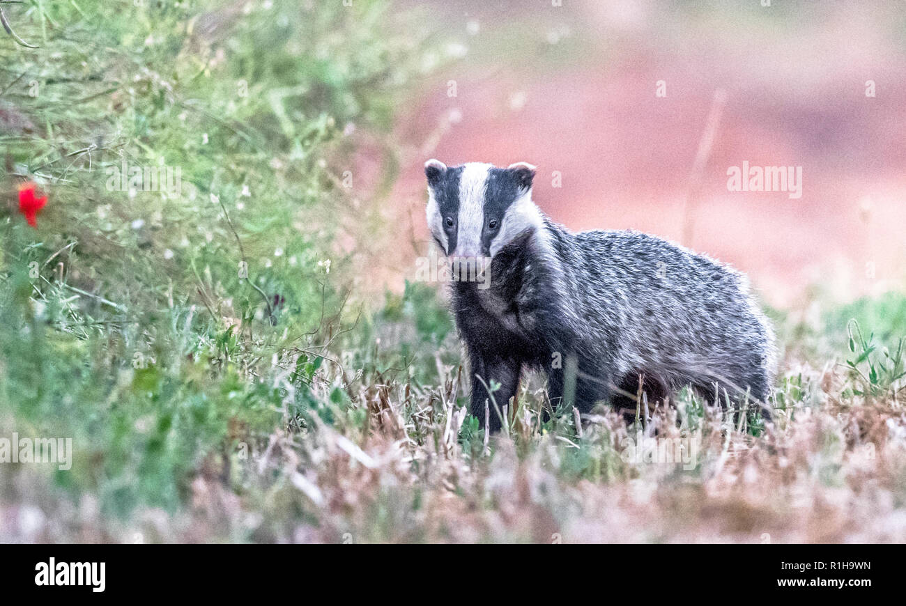 Male adult Badger out of its sett in an open field Stock Photo - Alamy