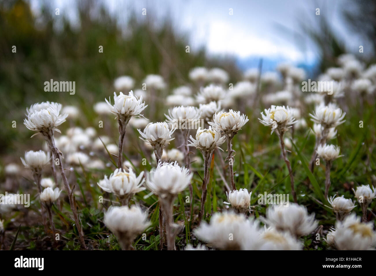 Alpine plant hi-res stock photography and images - Alamy
