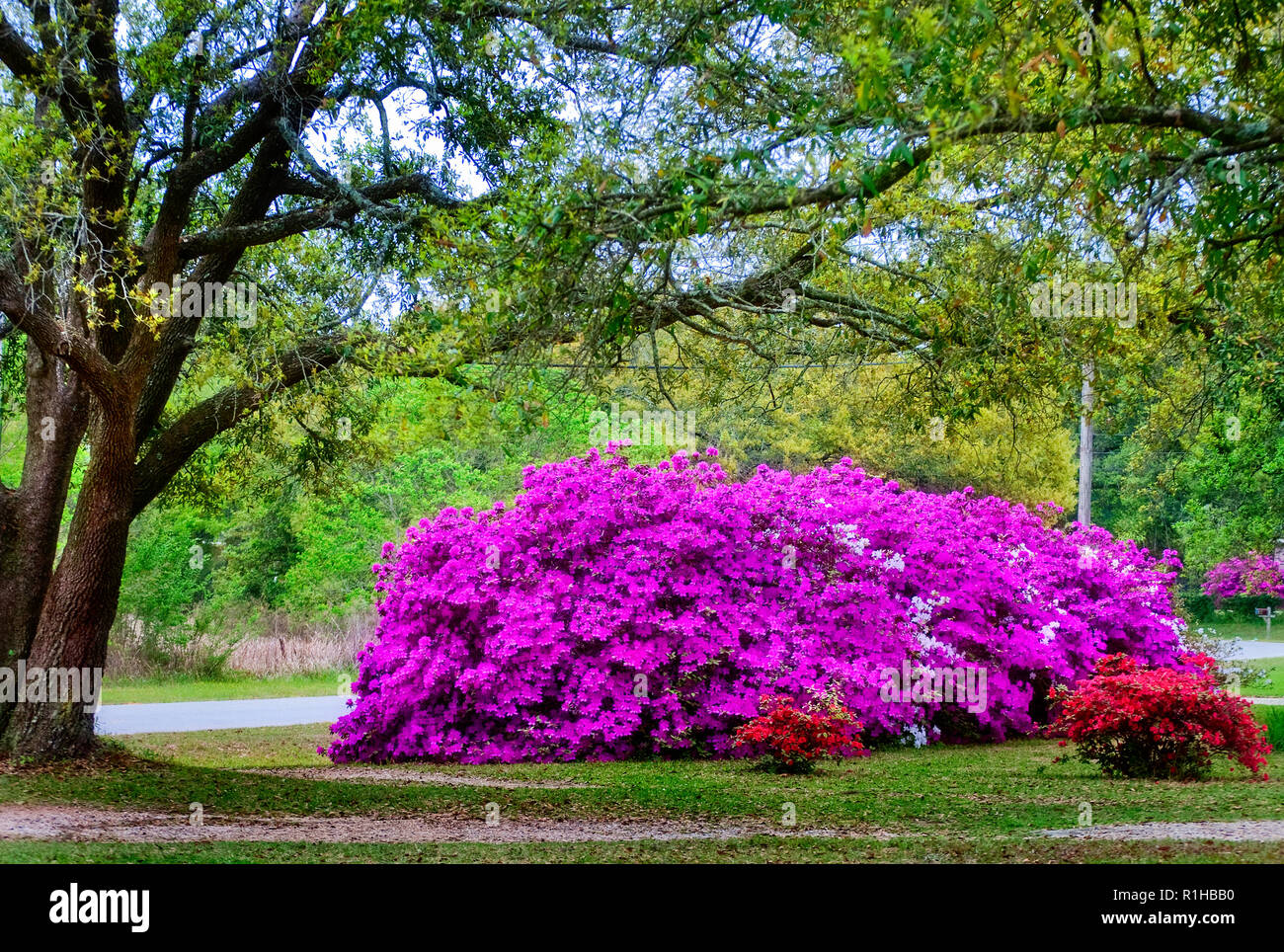 Pink Pride of Mobile azaleas bloom in a front yard garden during Spring ...