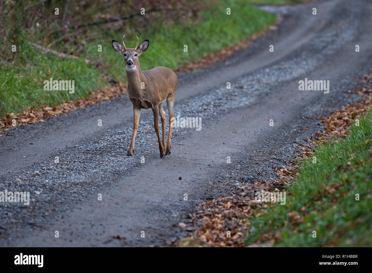 Graham buck hi-res stock photography and images - Alamy